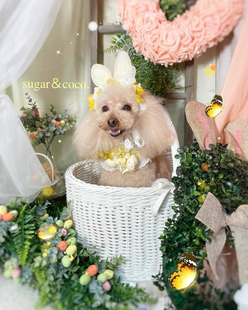 Instagram | Sugar&CoCo.